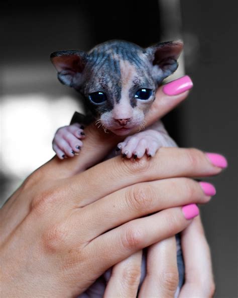 57 Best Sphynx Cats Images On Pinterest Kitty Cats Sphynx And Cute Kittens