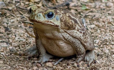 Qué significa soñar con sapos Descubre su fascinante interpretación