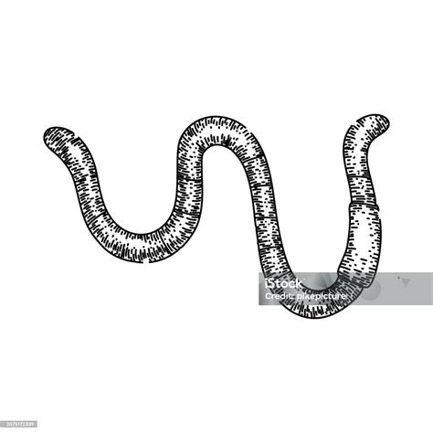 Earthworm Worm Sketch Hand Drawn Vector Stock Illustration Download