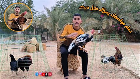 مواصفات الدجاج الباكستاني وما هو الفرق ما بين الشامو والهندي