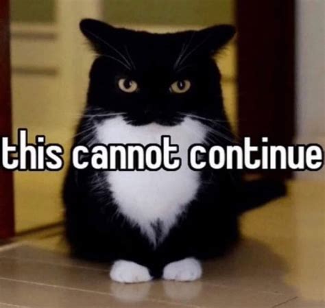 this cannot continue cat r memetemplatesofficial
