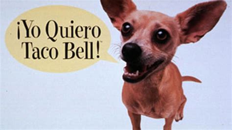 Taco Bell Chihuahua Wallpaper