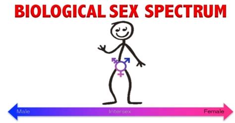 Humerus Revelations Of The Naked Ape Beyond The Binary Reexamining The Idea Of Two Sexes