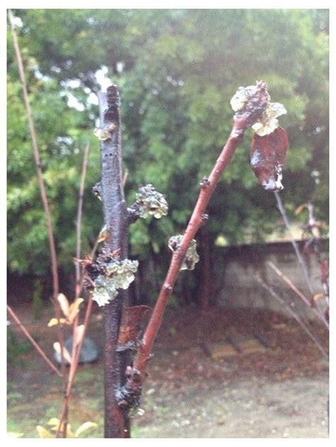 Plum Tree Oozing Globs Of Jelly Sap