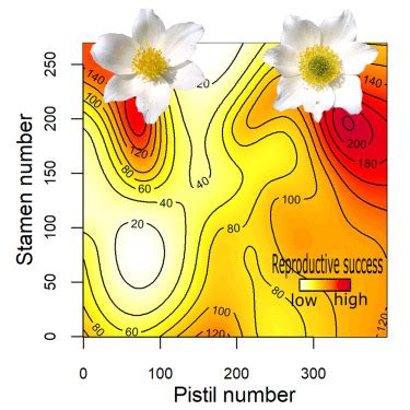 Mapping Fitness Landscapes To Interpret Sex Allocation In Hermaphrodites Current Biology