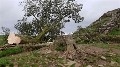 Abbattuto Liconico Albero Di Robin Hood Arrestato Un 16enne