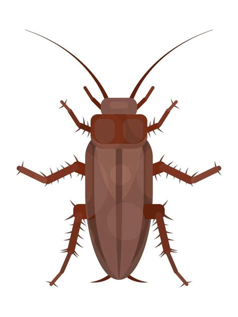 Cucaracha Plano Dibujo Sencillo Estilo Doméstico Nuevo 53242979 Vector