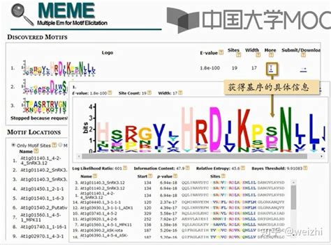 山东大学生物信息学学习笔记5—多序列比对及其工具 知乎