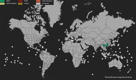 Temnothorax Angulohumerus
