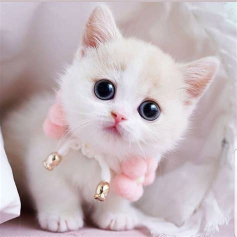 Bộ Sưu Tập Hình ảnh Con Mèo Buồn độc đáo Với Hơn 999 Tấm ảnh đẹp Chất Lượng Cao 4k