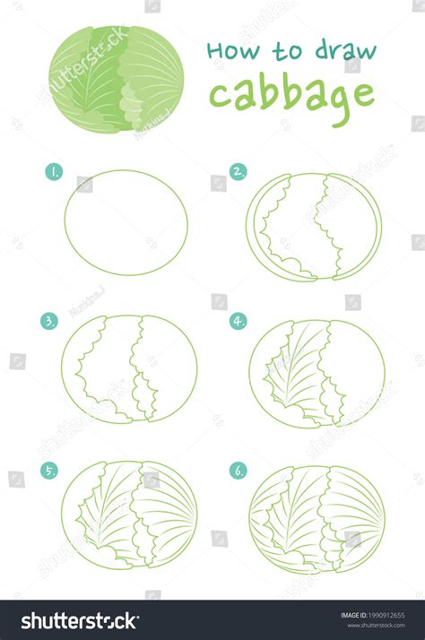 How Draw Cabbage Vector Illustration Draw Stock Vector Royalty Free 1990912655 Shutterstock