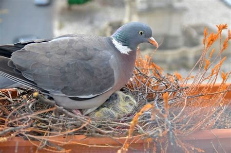 비둘기는 작은 잉꼬를 따뜻하게 합니다 장소의 창문을 통해 비둘기의 전망 도시 지역의 비둘기 생활의 개념 0명에 대한 스톡 사진 및 기타 이미지 Istock