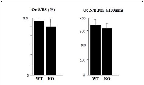 A Bone Histomorphometry In Secondary Cancellous Bone Area Of Ko Mice Download Scientific