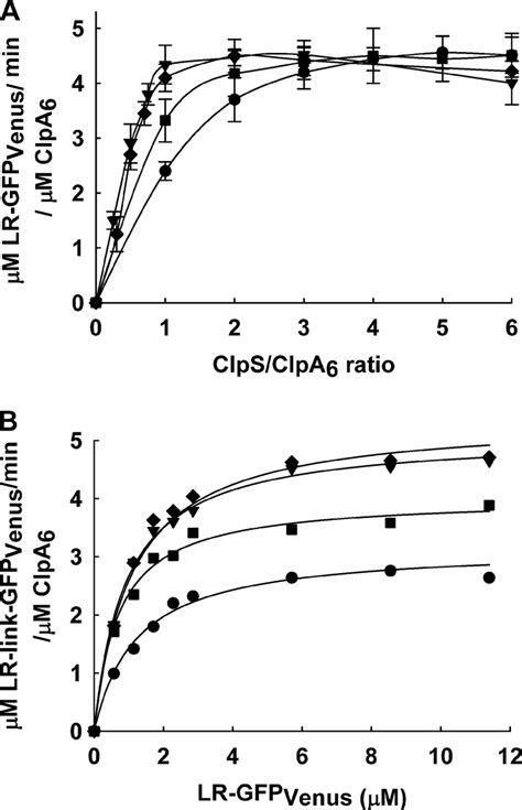 One Clps Molecule Is Sufficient For Activation Of N End Rule Download Scientific Diagram
