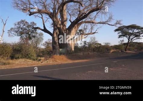 Zimbabwe Tree Stock Videos And Footage Hd And 4k Video Clips Alamy