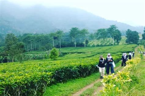 BOGOR POPULER 6 Hal Yang Bisa Dinikmati Wisatawan Di Agrowisata Gunung