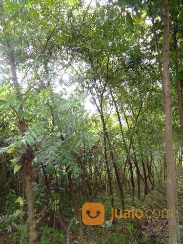 Pohon Kiara Payung 081292127731 Di Kota Tangerang Banten