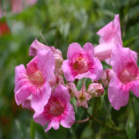 Tecoma Climber Pink Creepers And Climbers Exotic Flora