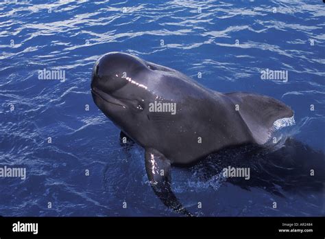 Pacific Short Finned Pilot Whale Globicephala Macrorhynchus Kike Calvo
