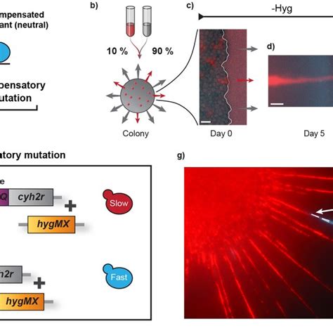 Tracking Evolutionary Rescue Dynamics Via Synthetic Compensatory Download Scientific Diagram