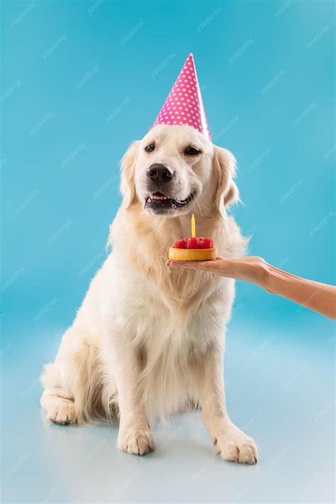 Premium Photo Owner Greeting Cute Dog In Party Hat With Cake
