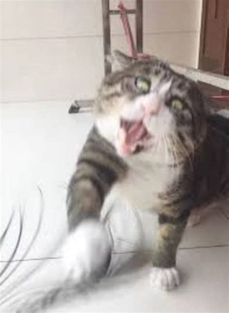 Un gato se vuelve viral por sus hilarantes y dramáticas reacciones que