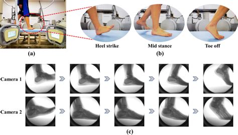 Intrinsic Kinematics Of The Tibiotalar And Subtalar Joints During Human Walking Based On Dynamic