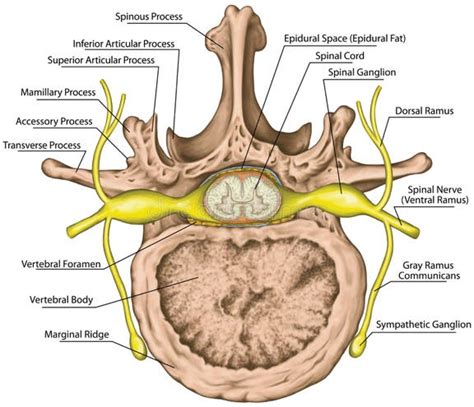 Board Lumbar Spine Nerve Root Stock Illustration Illustration Of Ligament Ganglion 262607091