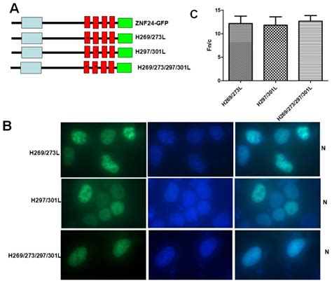 A Schematic Of Different Znf24 Gfp Mutant Constructs And Are Denoted