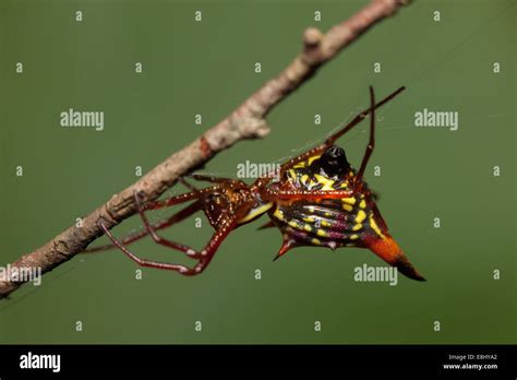 Arrowhead Micrathena