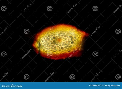 Cross Section Of The Stem Of A Moss With Polarization Stock Image