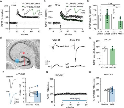Pre Versus Post Synaptic Forms Of Ltp In Two Branches Of The Same Hippocampal Afferent