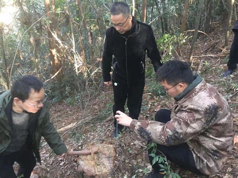 临安区扎实提升松材线虫病疫木除治质量