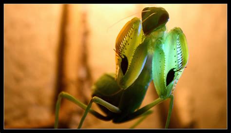 Bom Dia Mozambique 25 The Praying Mantis