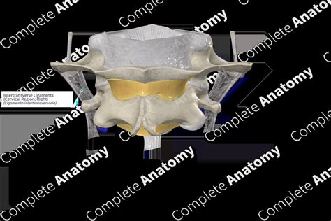 Intertransverse Ligaments Cervical Region Right Complete Anatomy