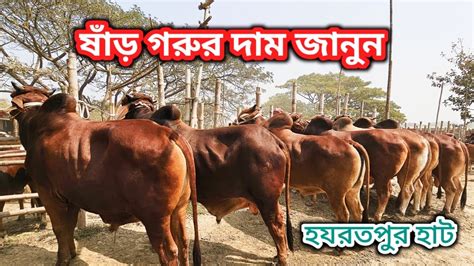 ষাঁড় গরুর দাম জানুন হযরতপুর হাট ঢাকা Youtube
