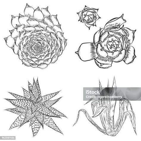 Succulents 선인장 꽃다발 Echeveria 그림 식물 벡터의 집합입니다 결혼식에 대한 스톡 벡터 아트 및 기타 이미지