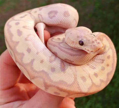 Ball Python Morphs Available At Olympian Exotics Ball Python Morphs
