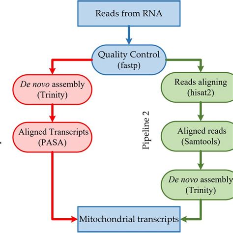Overview Of The Steps In The Pipeline For Mitochondrial Transcripts Download Scientific