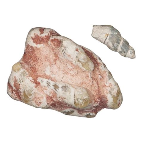 Multicolor Opalised Cone Snail In Matrix Fossil 27x59x19 31mm Free Form Set 25 92ctw BOF006