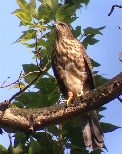 【荒野台北】野鳥觀察入門 環境資訊中心