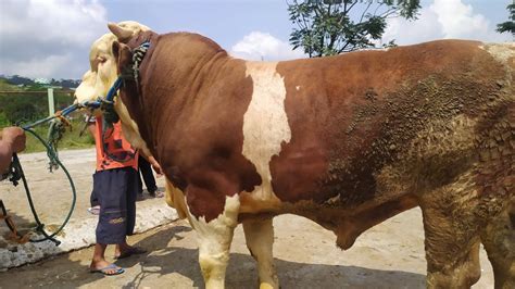 Akhirnya Sapi Super JUMBO Dibawa Pulang Tim Lembu Suro YouTube