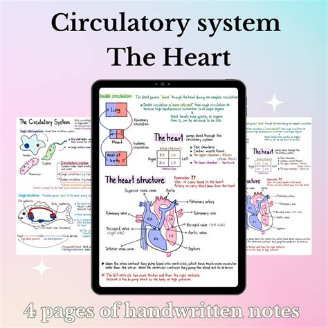 Circulatory System I Biology Notes I Gcse I Igcse I Short Notesi Digital Download Pdf Etsy