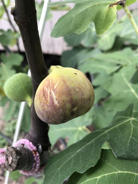 Figbid Online Auctions Of Fig Trees Fig Cuttings And Growing Supplies Tia Penya Fig Tree Own