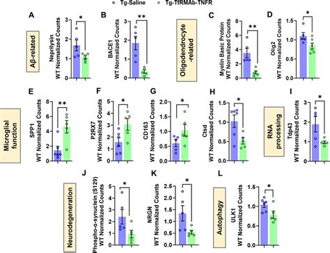 Nanostring Geomx Spatial Proteomics Comparing Hippocampal Protein