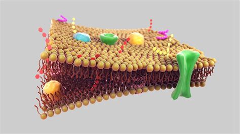 The Fluid Mosaic Model At Emaze Presentation