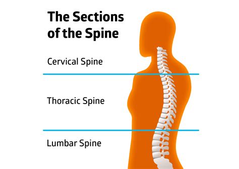 What Exercises Are Good For Osteoporosis Of The Spine Exercise Poster