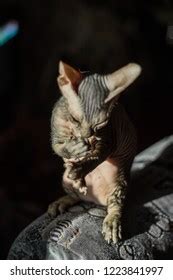 Naked Cat Breed Sphinx Plays Portrays Foto De Stock 1223841997