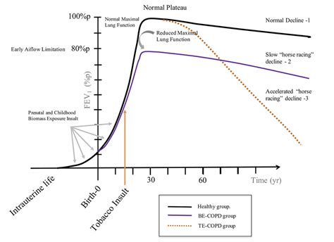 This Figure Exposes Three Different Trajectories Of Lung Function Download Scientific Diagram