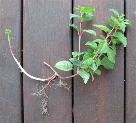 Fuchsia Propagation In The Fuchsias Forum